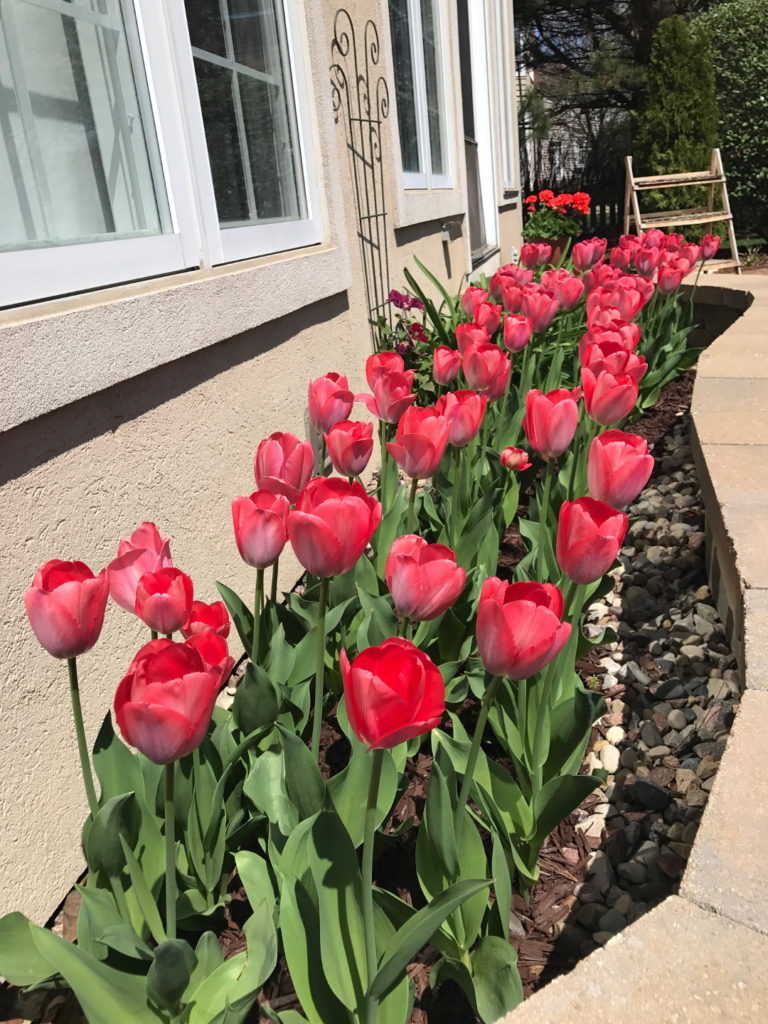 Plan Now for a Spring Display - Fine Gardening