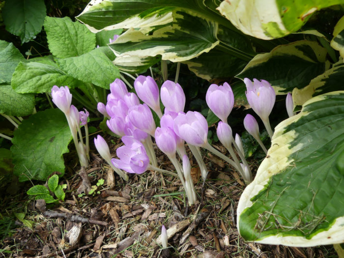 Fabulous Fall Colchicums - Fine Gardening