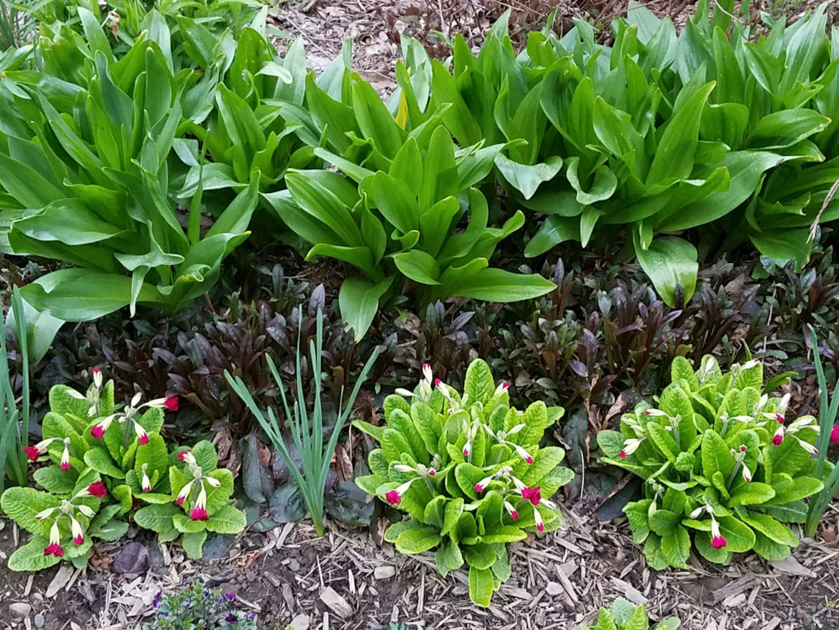 Fabulous Fall Colchicums - Fine Gardening