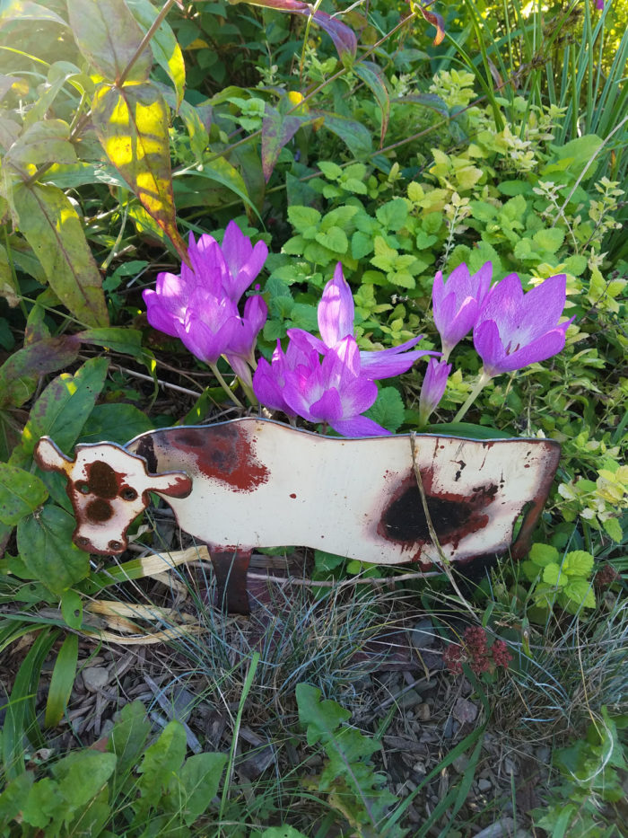 Fabulous Fall Colchicums - Fine Gardening