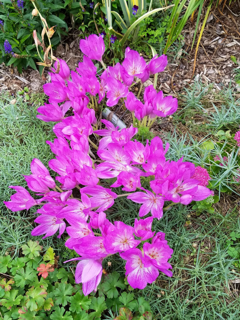 Fabulous Fall Colchicums - Fine Gardening