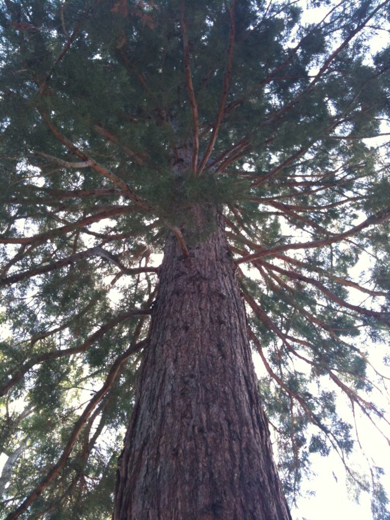 Trees Make the Garden - Fine Gardening