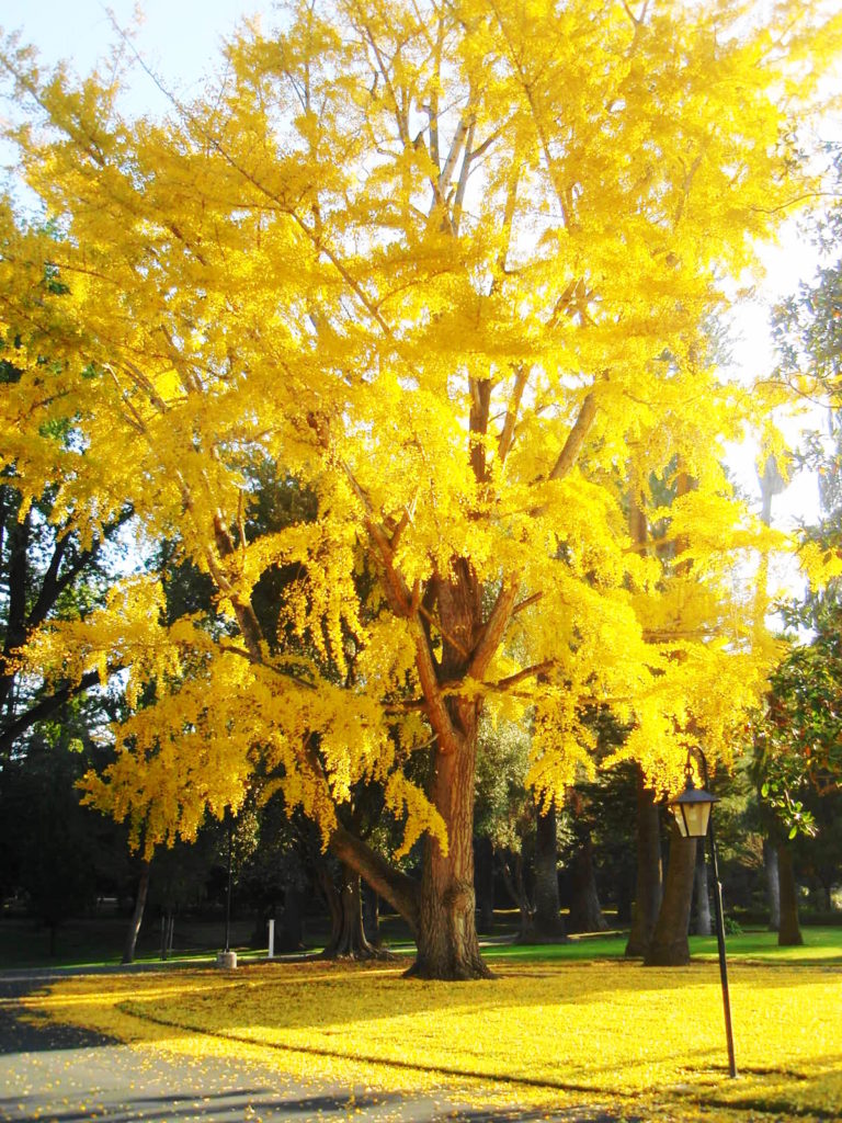 Trees Make the Garden - Fine Gardening