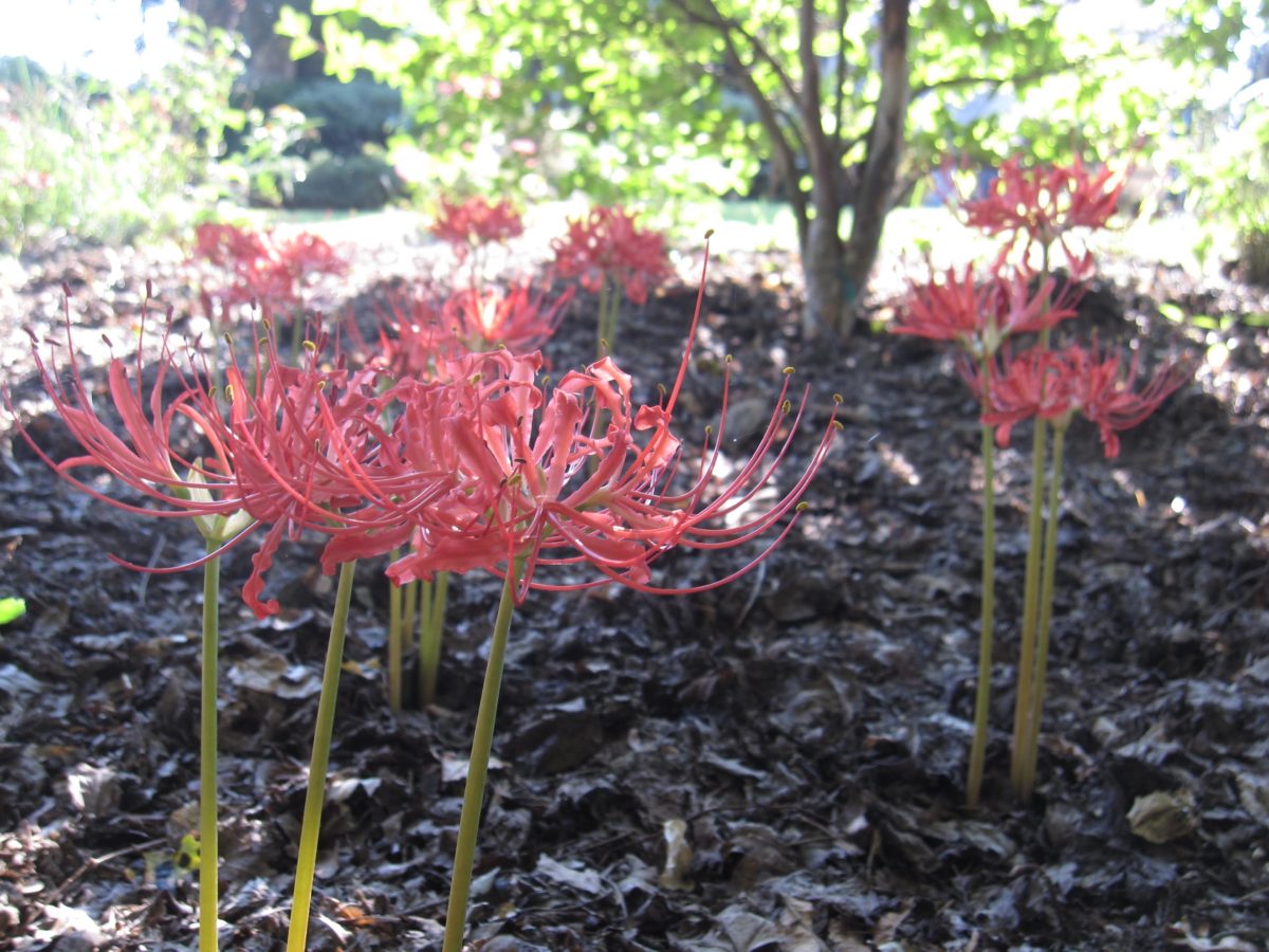 Bring Color to the Fall Garden With Surprise Lilies - Fine Gardening