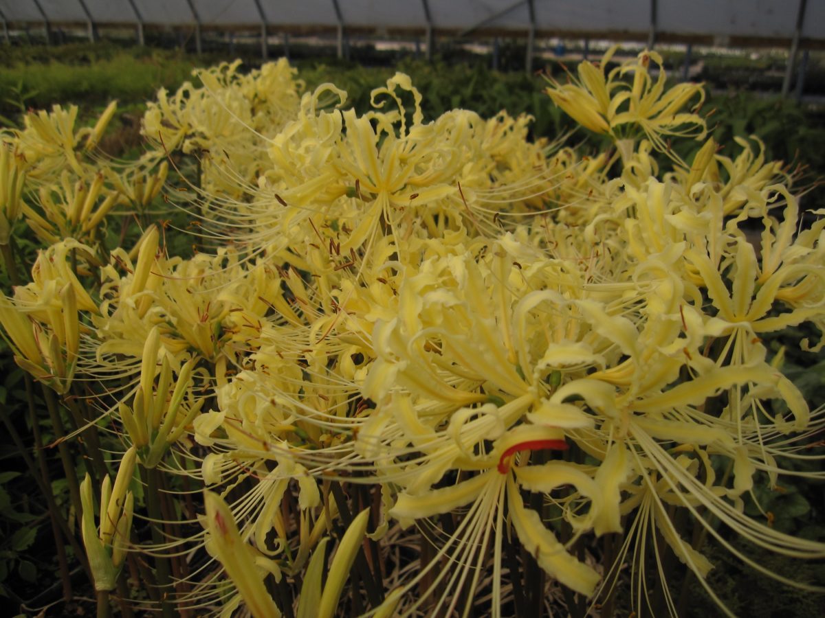 Bring Color to the Fall Garden With Surprise Lilies - Fine Gardening