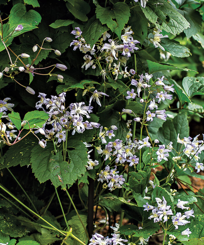 Eye-Catching Plants for Dry Shade - Fine Gardening