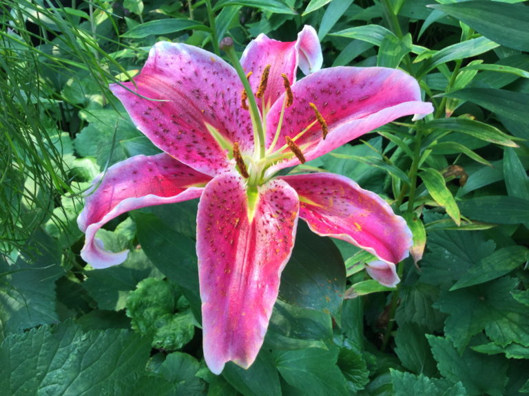 Packing Color in a Small Garden, Part 1 - Fine Gardening