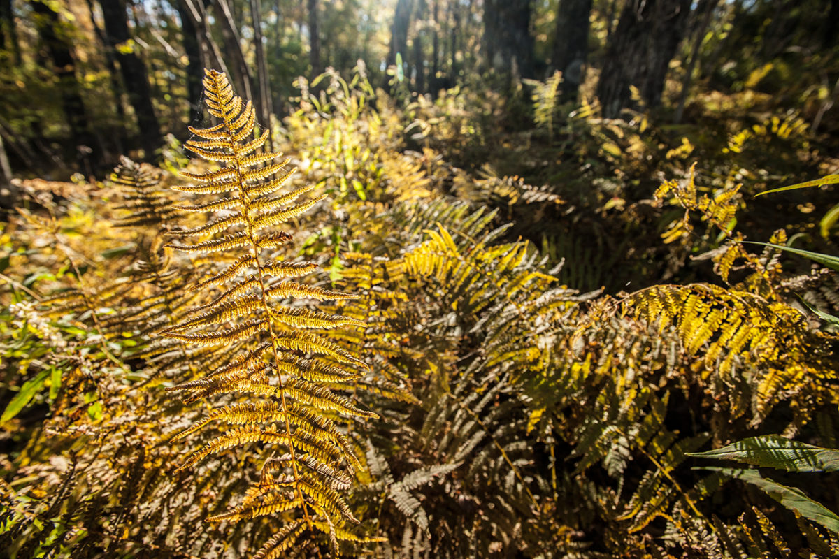 Fall in a Native Plant Arboretum - Fine Gardening