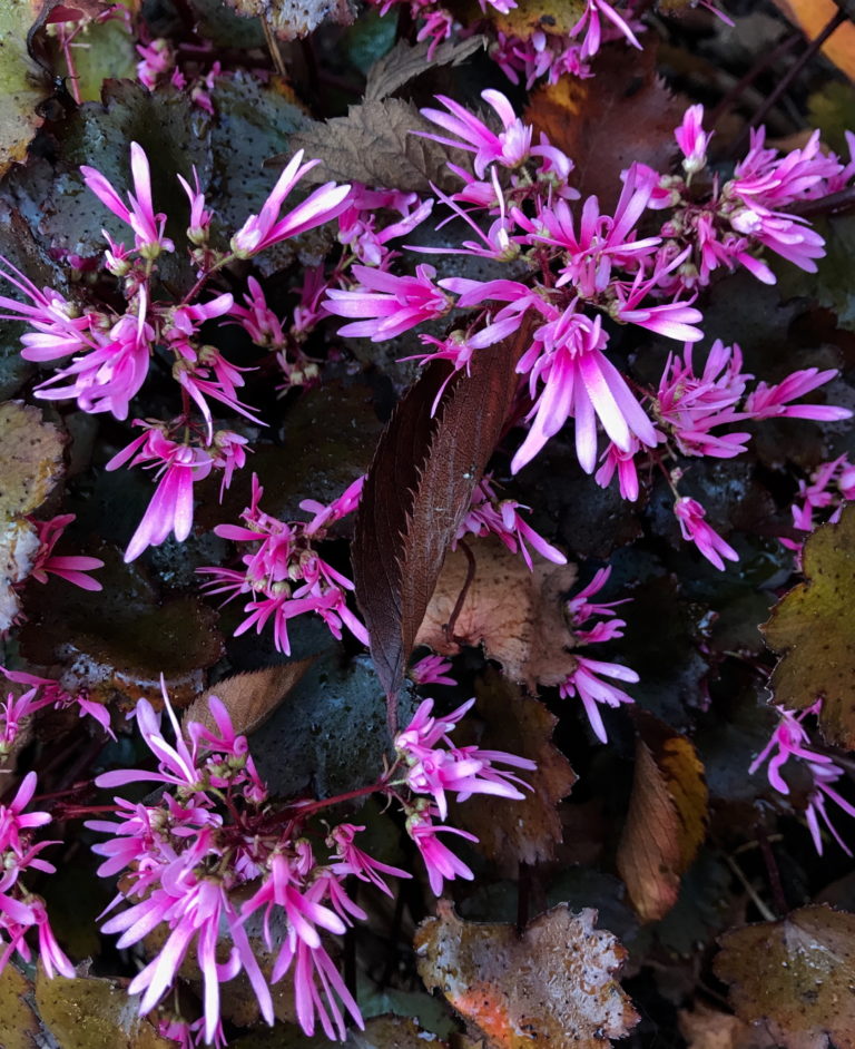 The Bittersweet Change From Summer to Fall - Fine Gardening