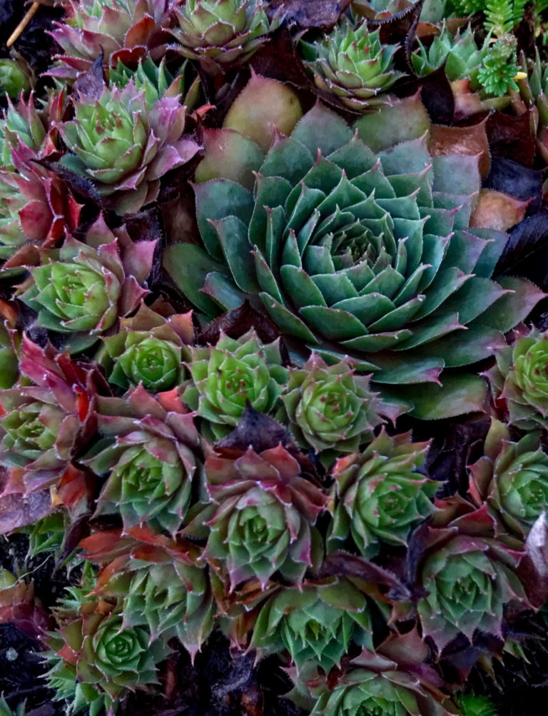 The Bittersweet Change From Summer to Fall - Fine Gardening