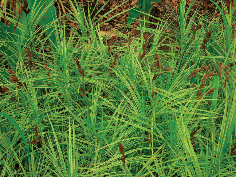 A Border Worth Waiting For - Fine Gardening