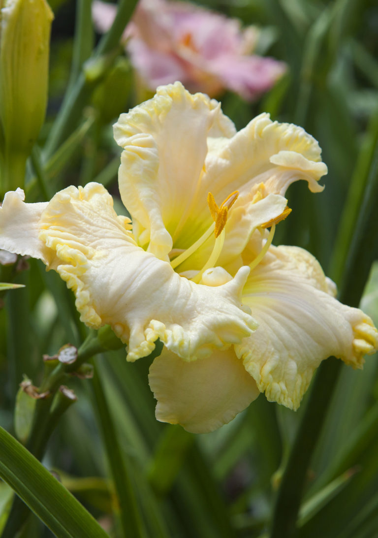 Creating a New Daylily Bed - Fine Gardening