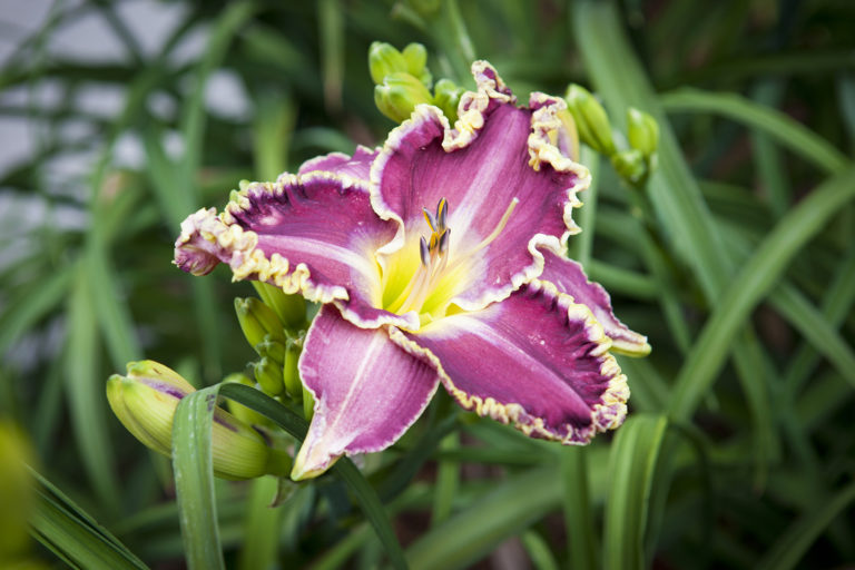 Creating a New Daylily Bed - Fine Gardening