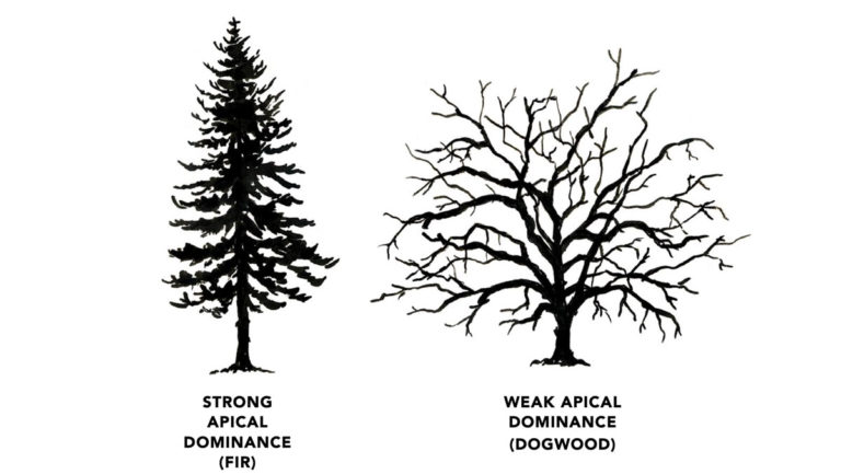 The Science of Pruning - Fine Gardening
