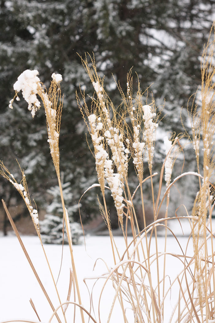 12 Ways to Create Winter Interest - Fine Gardening