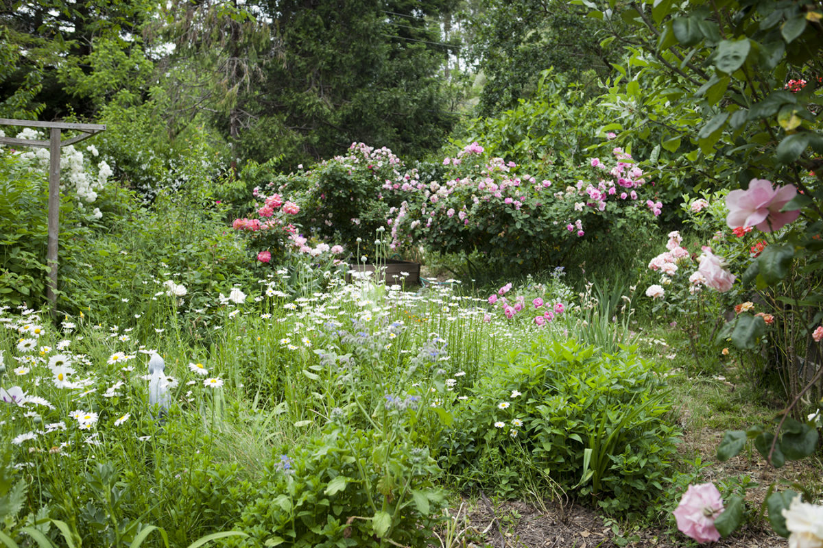 Part 2 of the Bunny Garden - Fine Gardening