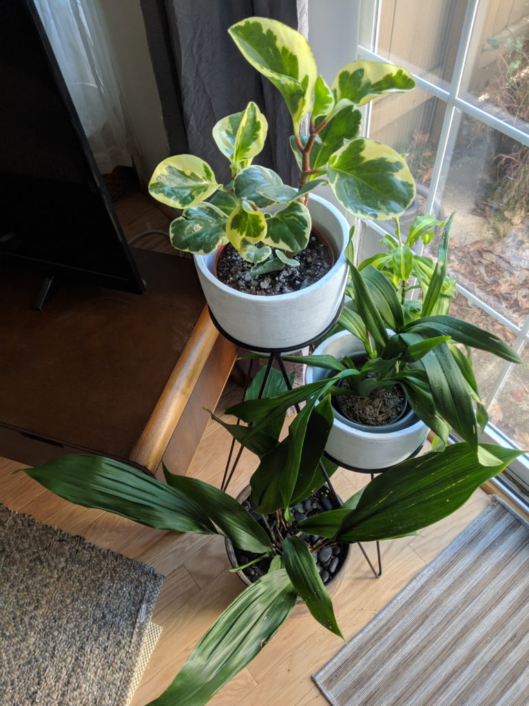 The Great Houseplant Migration - Fine Gardening