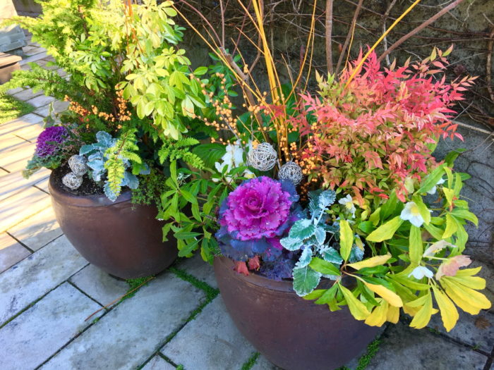 Creating Holiday Cheer in Containers - Fine Gardening