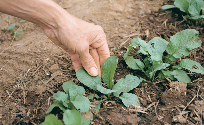 How to Grow Radishes - Fine Gardening