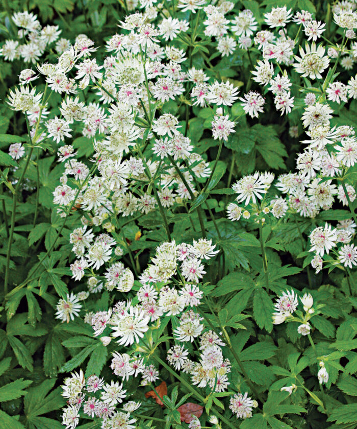 Underused Perennials for the Midwest - Fine Gardening
