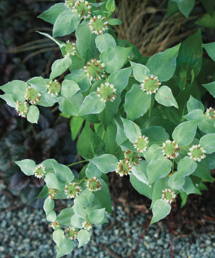 Underused Perennials for the Northeast - Fine Gardening