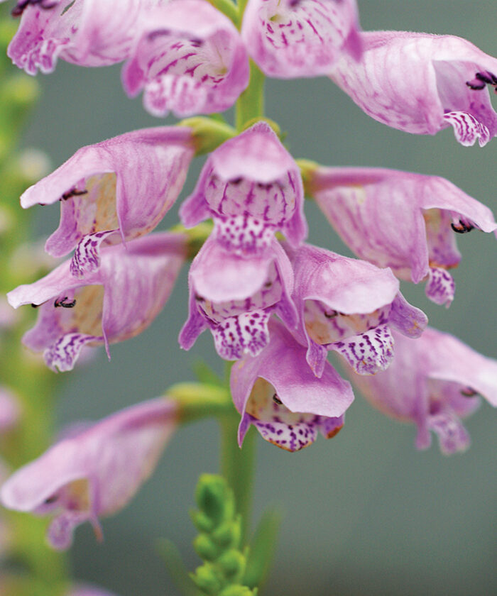 Underused Perennials for the Southern Plains - Fine Gardening