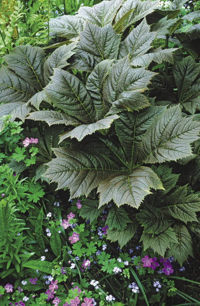 Bold, Shade-Loving Rodgersias - Fine Gardening