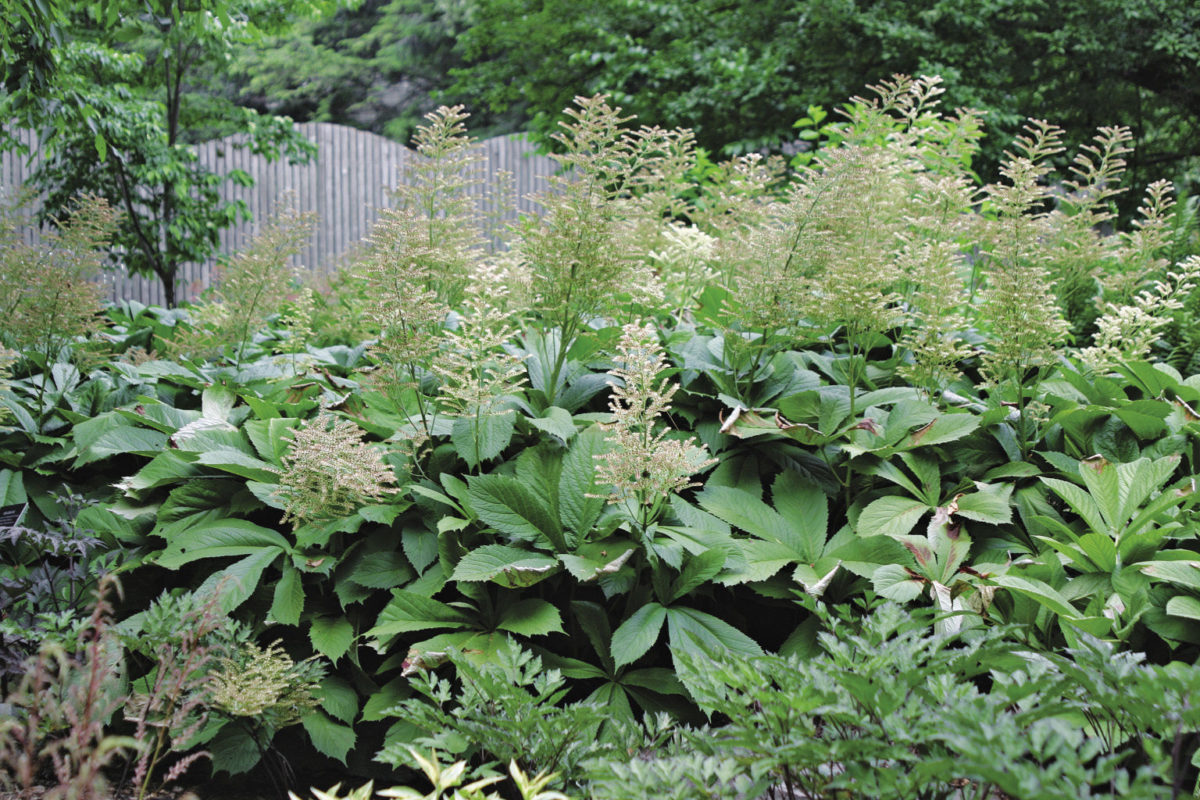 Bold, Shade-Loving Rodgersias - Fine Gardening