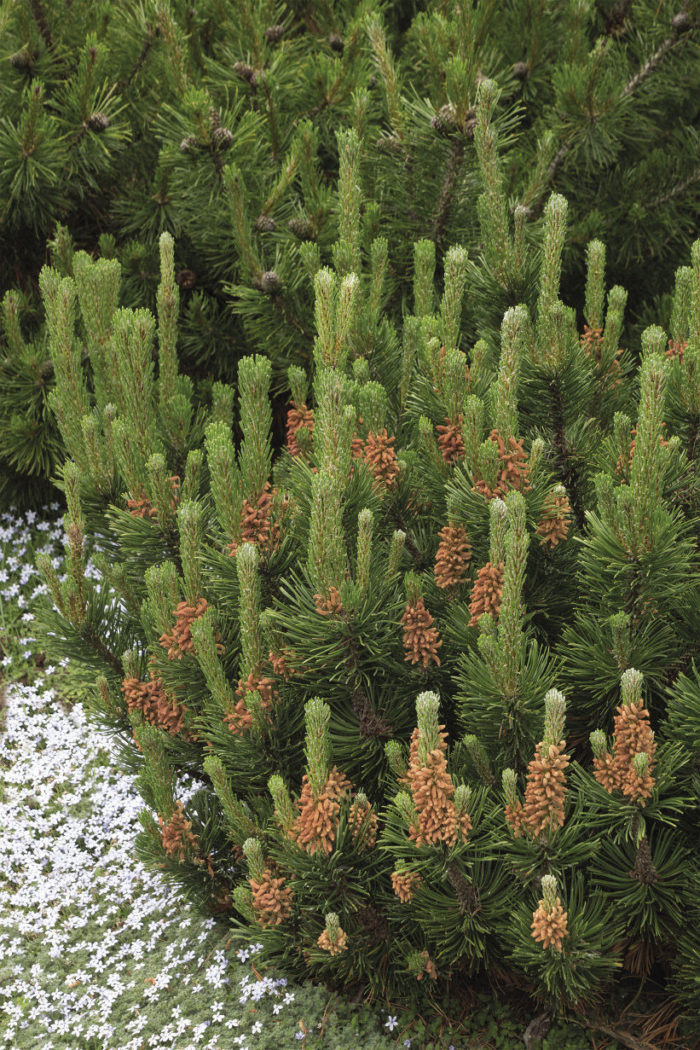 Conifers for Gardens in Northern California - Fine Gardening