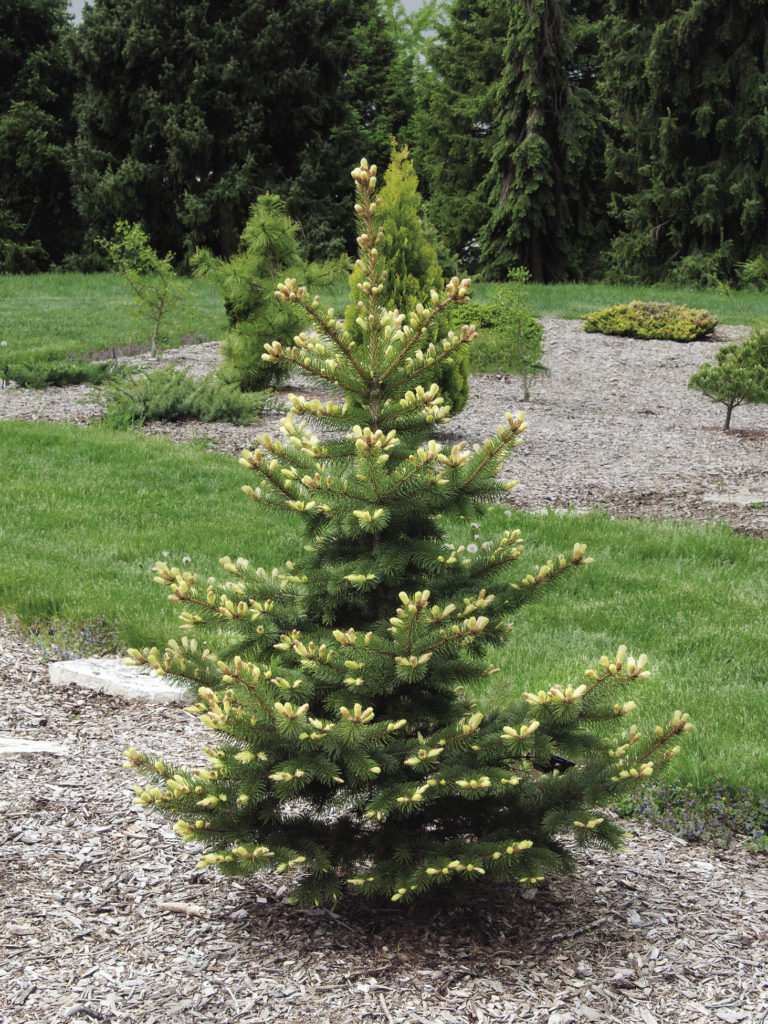 Conifers for Any Size Landscape - Fine Gardening