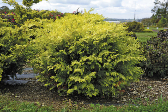 Conifers for Gardens in the Southern Plains - Fine Gardening
