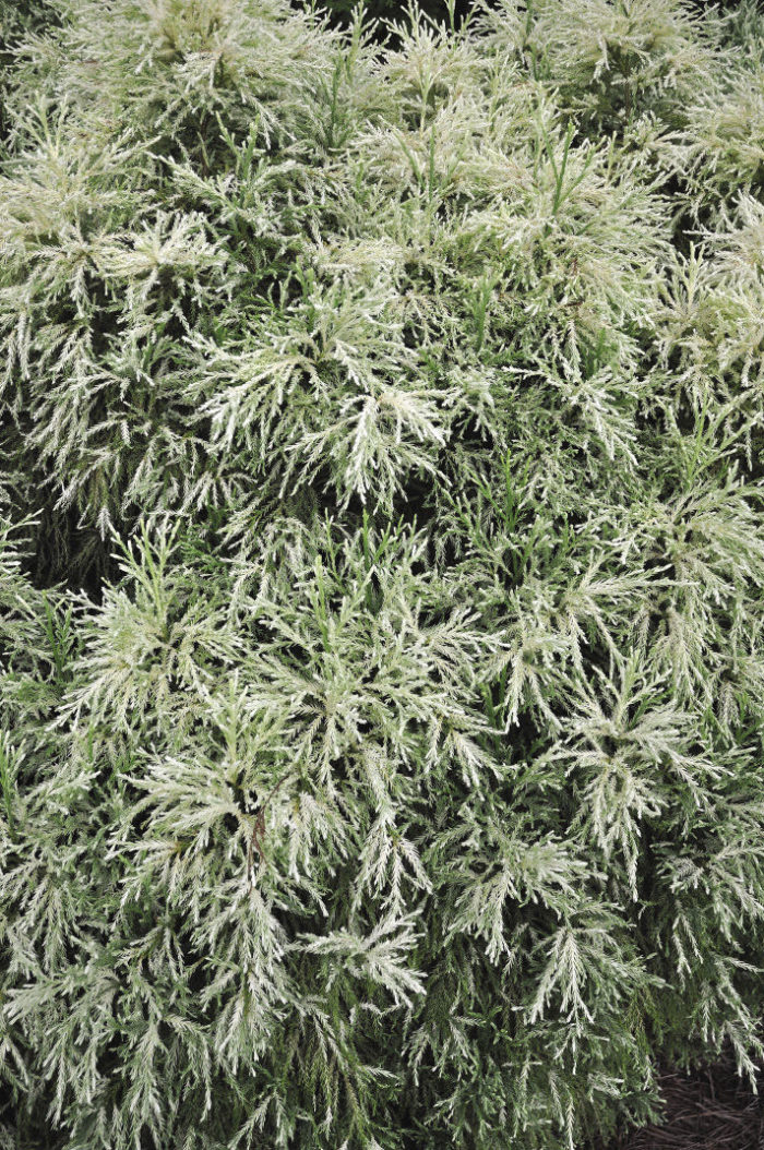 Conifers for Gardens in the South - Fine Gardening