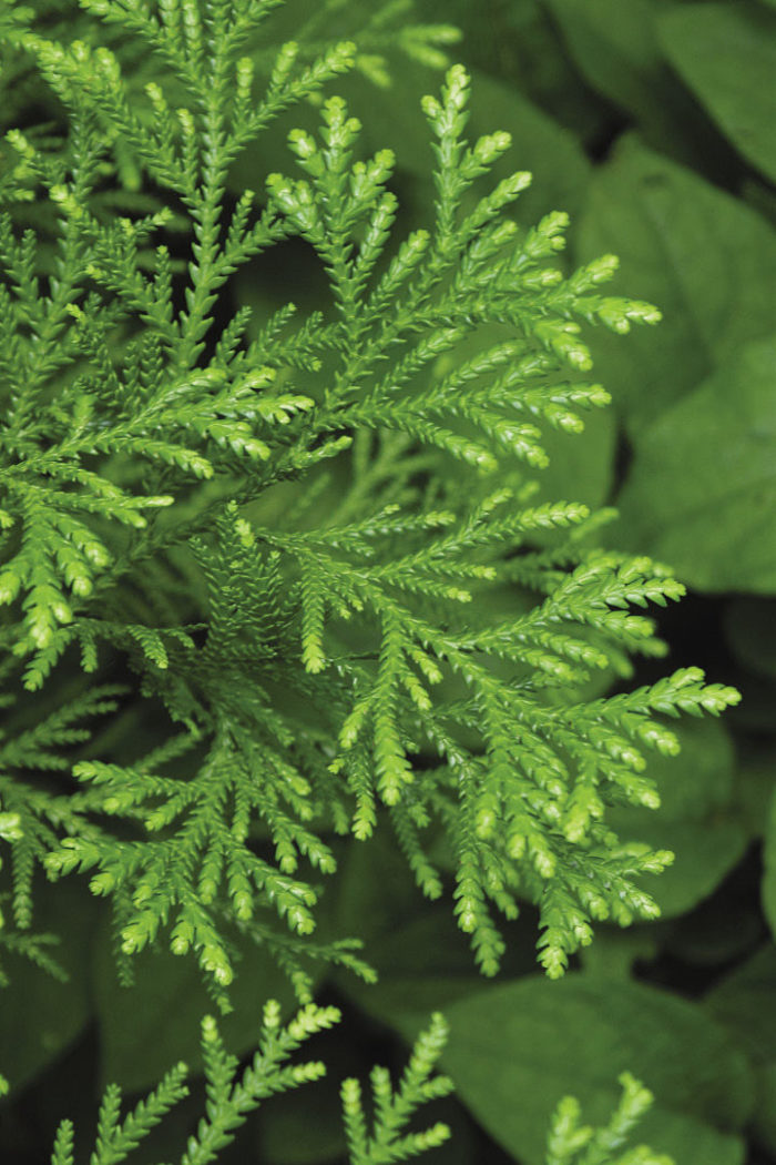 Conifers for Gardens in the South - Fine Gardening