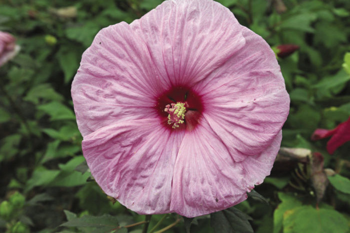 Everything You Need to Know About Hibiscus - Fine Gardening