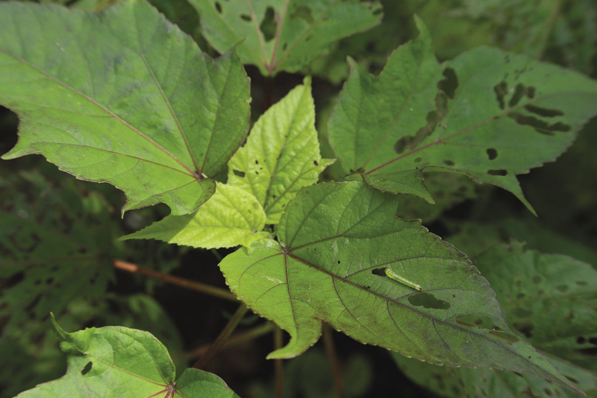 Everything You Need to Know About Hibiscus - Fine Gardening
