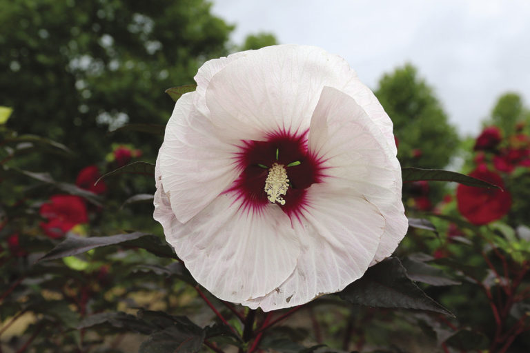 Everything You Need to Know About Hibiscus - Fine Gardening