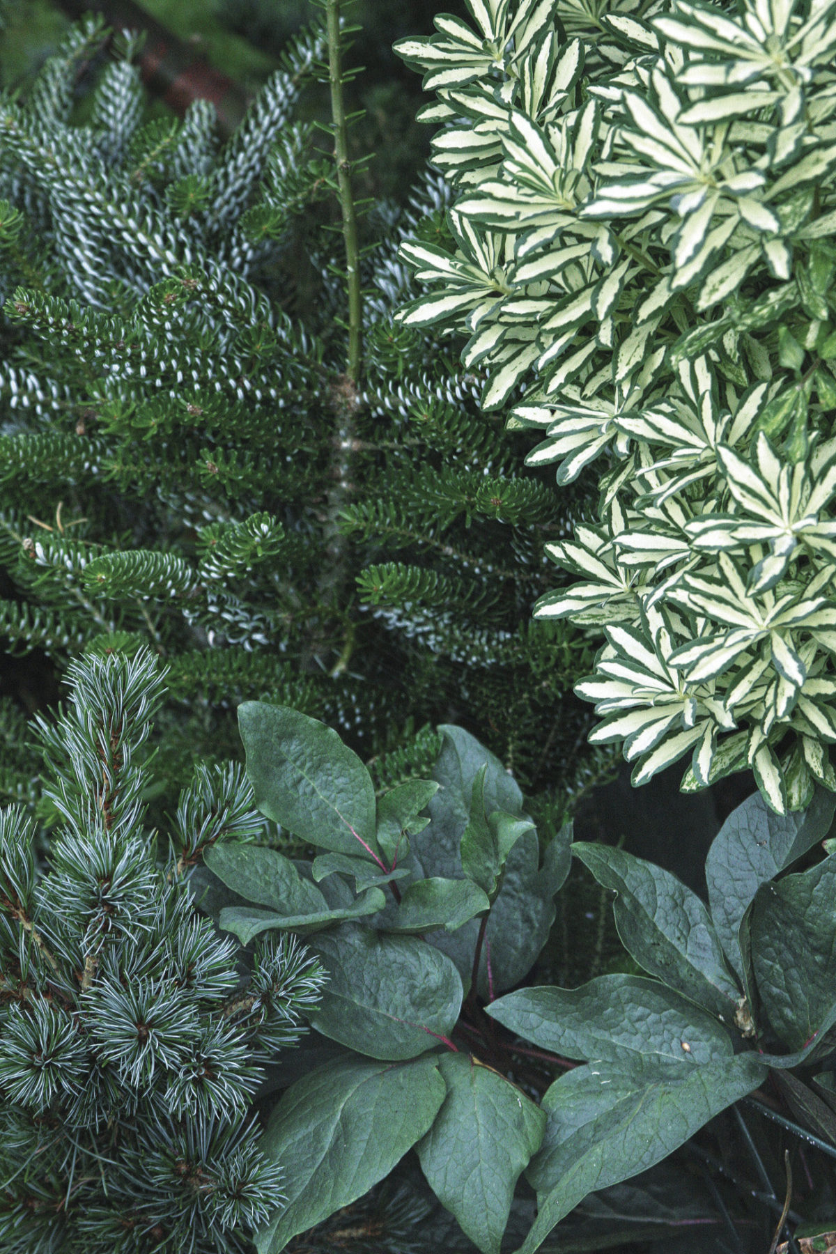 Conifers Should Come First - Fine Gardening