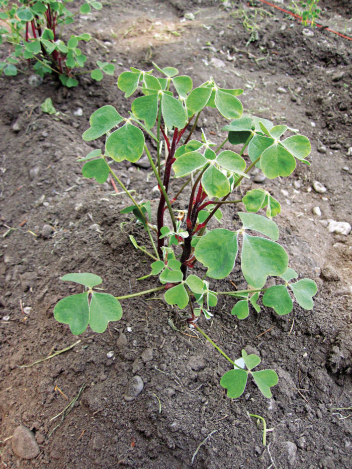 Buried Treasure: Lesser-Known Root Vegetables - Fine Gardening