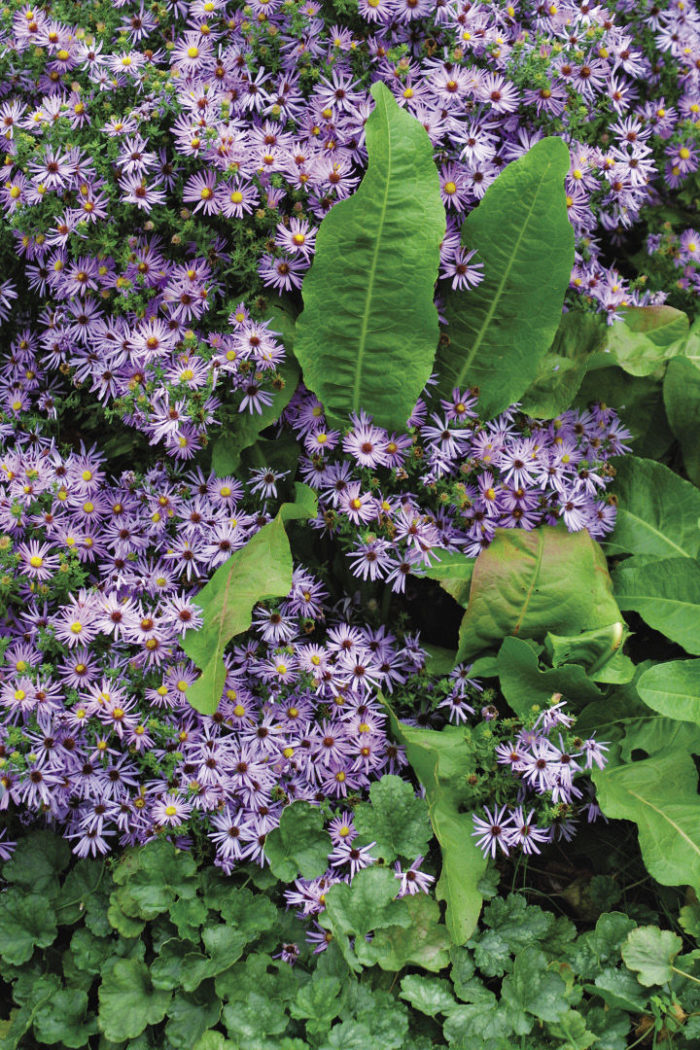 Awesome Asters - Fine Gardening