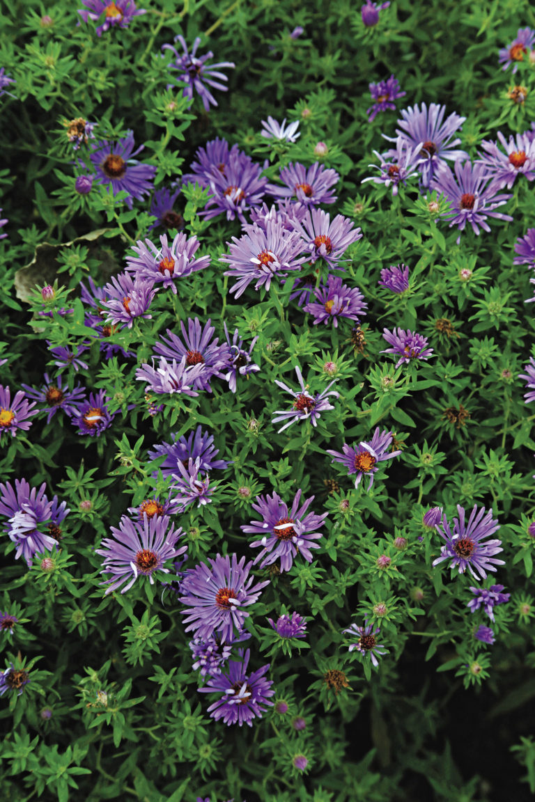 Awesome Asters - Fine Gardening