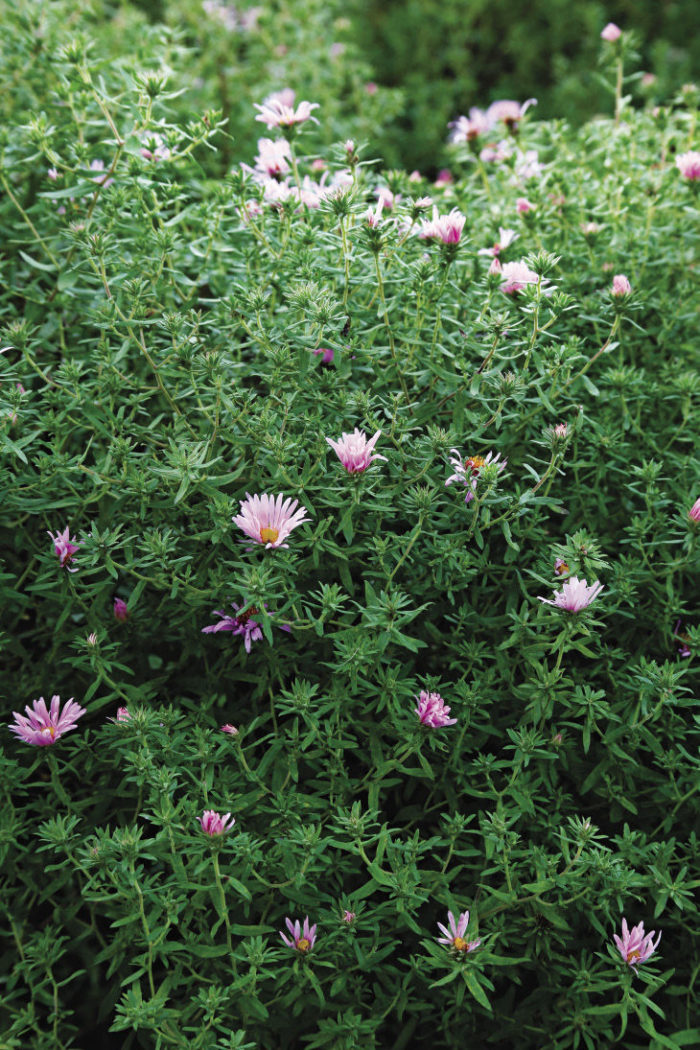 Awesome Asters - Fine Gardening