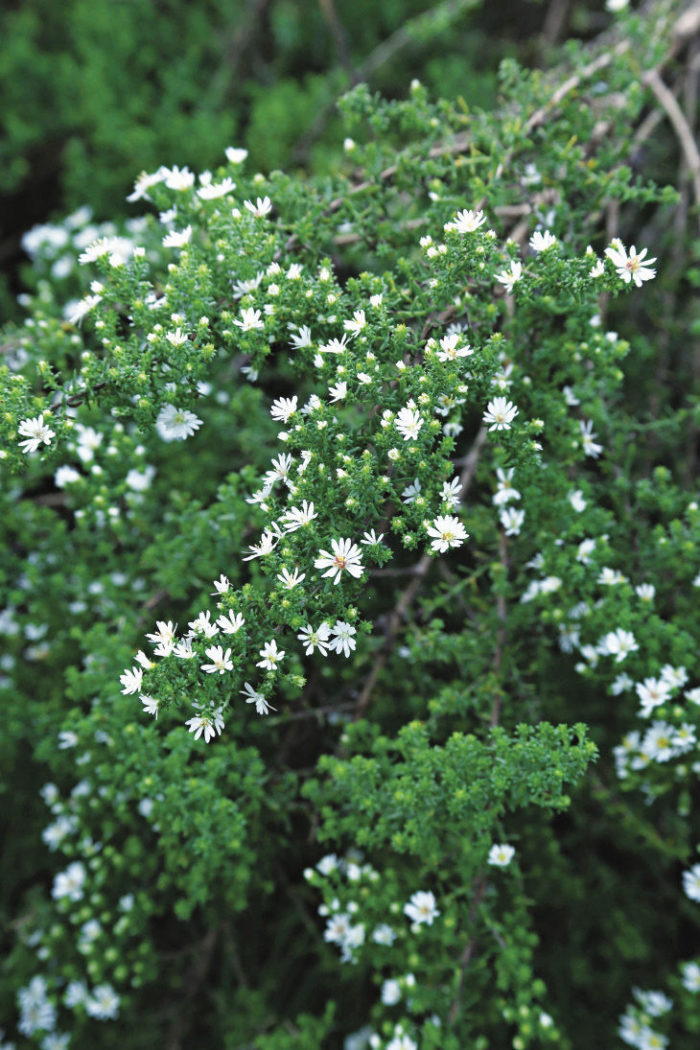 Awesome Asters - Fine Gardening