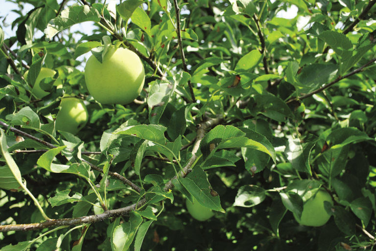 5 Facts About Growing Apple Trees - Fine Gardening
