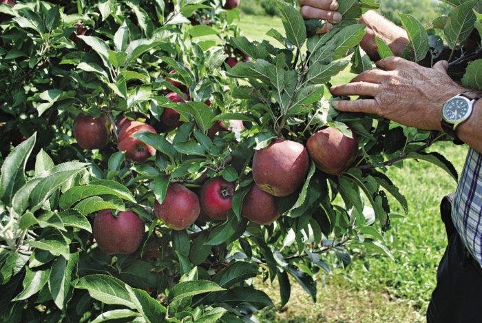5 Facts About Growing Apple Trees - Fine Gardening