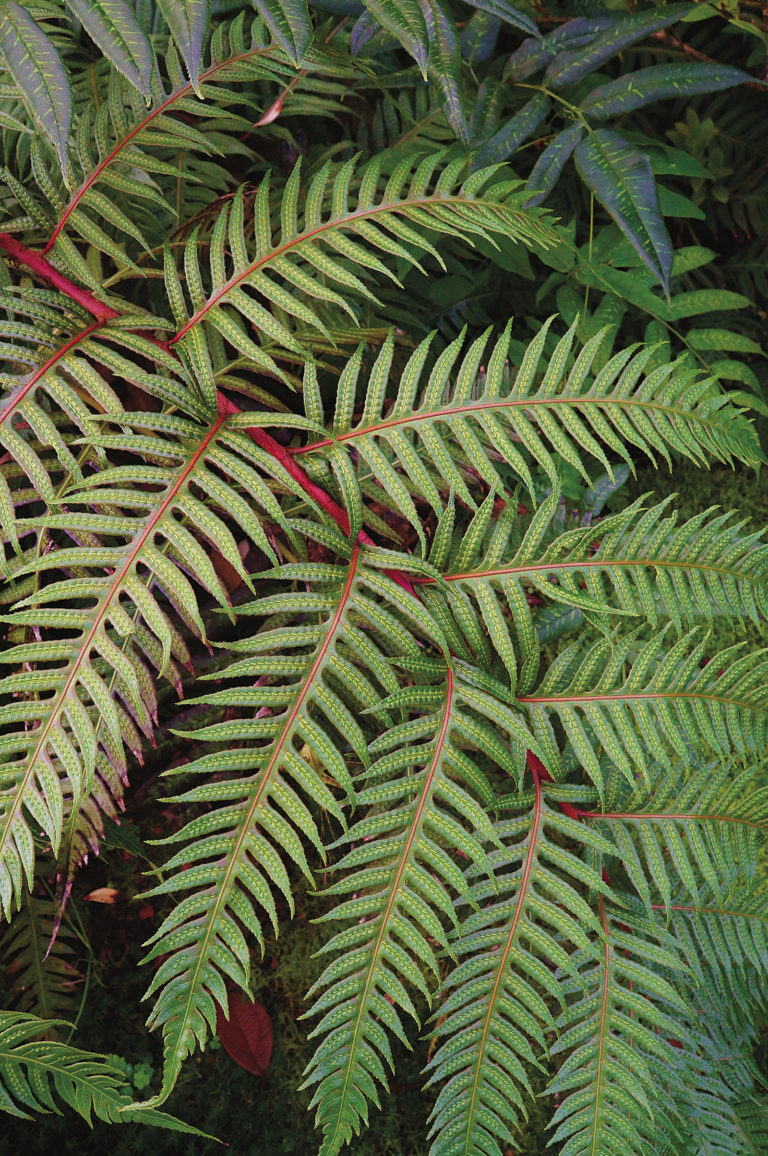 Beautiful and Unusual Fern Varieties for the Garden - Fine Gardening
