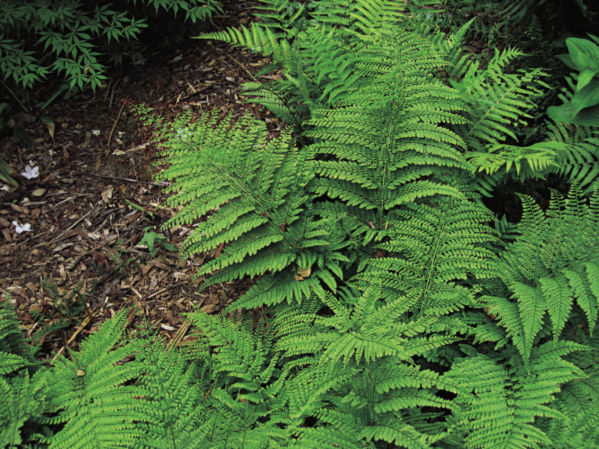 Beautiful and Unusual Fern Varieties for the Garden - Fine Gardening