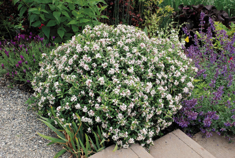 Surprising Shrubs for Small Spaces - Fine Gardening