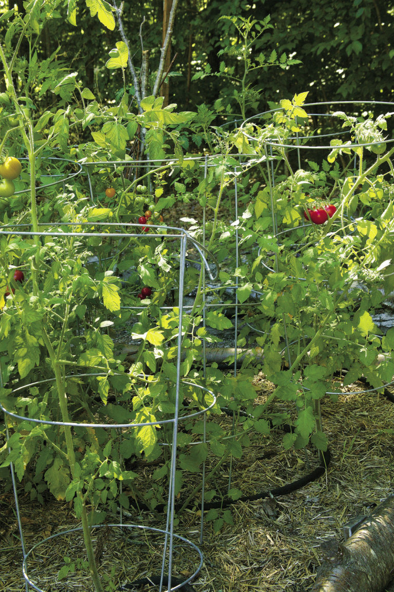 A Complete Guide to Growing Cherry Tomatoes - Fine Gardening