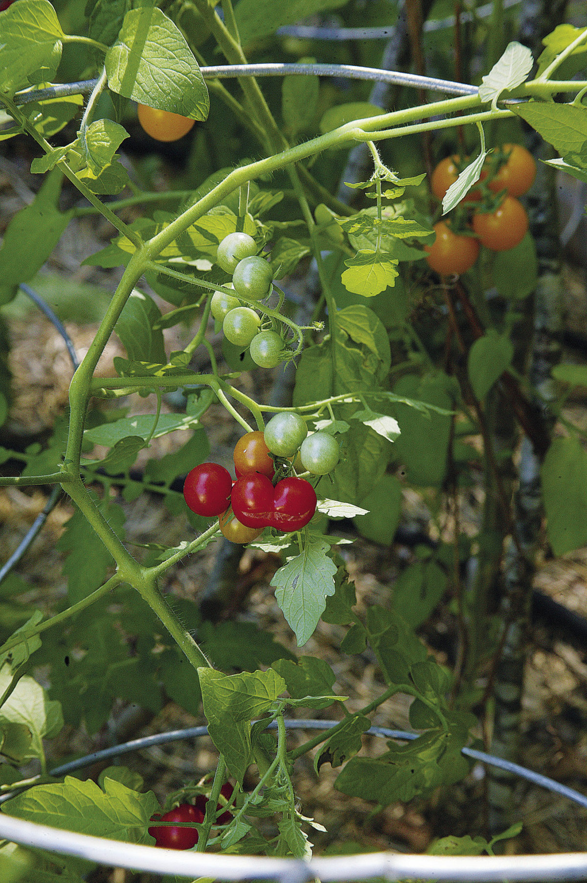 A Complete Guide to Growing Cherry Tomatoes - Fine Gardening