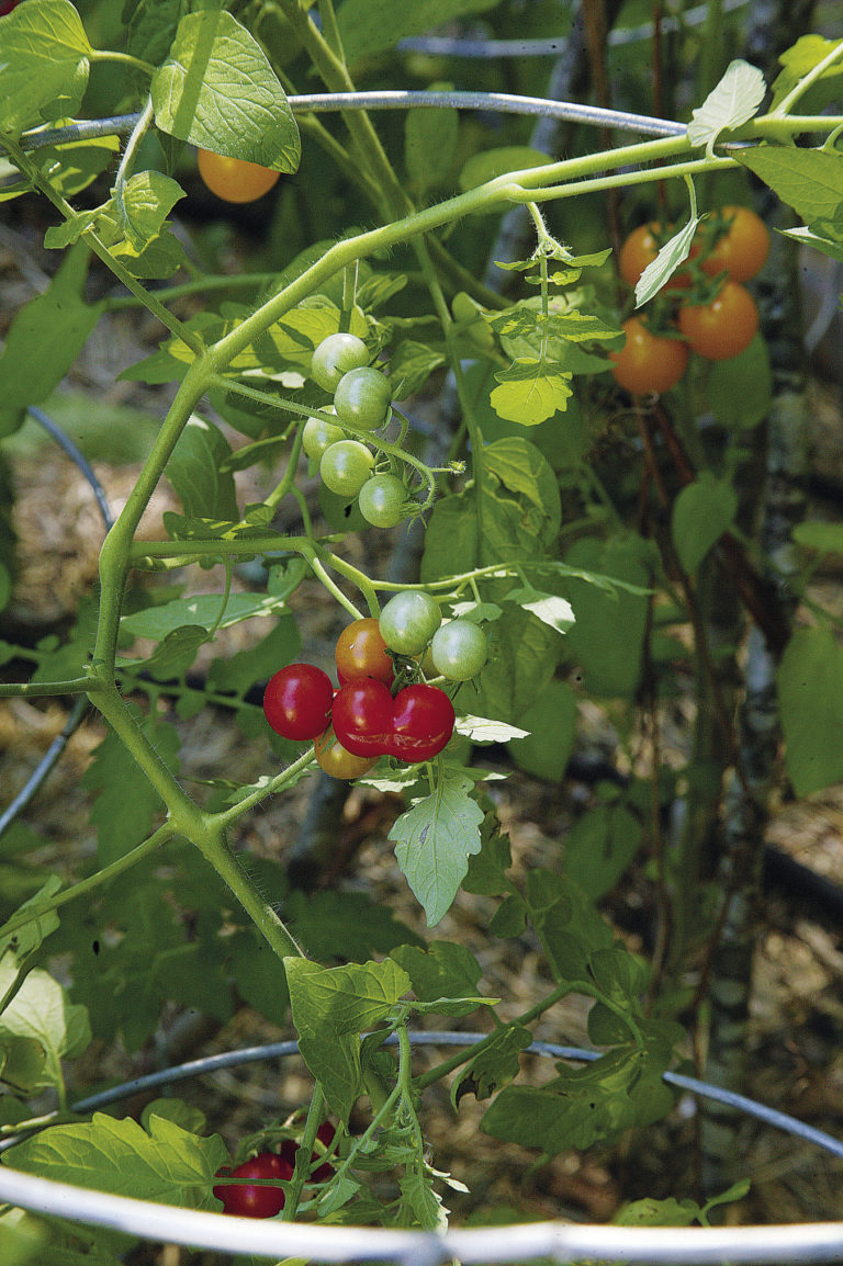 A Complete Guide to Growing Cherry Tomatoes - Fine Gardening